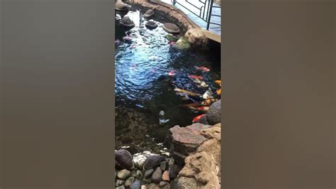 Tropical Fish Youtube