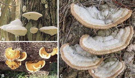 Trametes - Atlas of Clinical Fungi