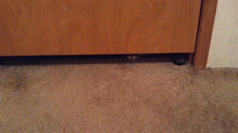 Is This Cat Made Of Liquidwow Rtightpussy