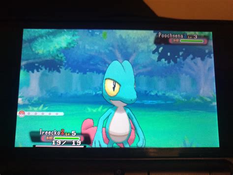 [gen 6] Got A Shiny Treeko The Day I Switch To Treekos Over Mudkips
