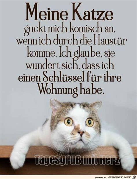 Witziges Bild Meine Katze Tausende Bilder Auf Funpot