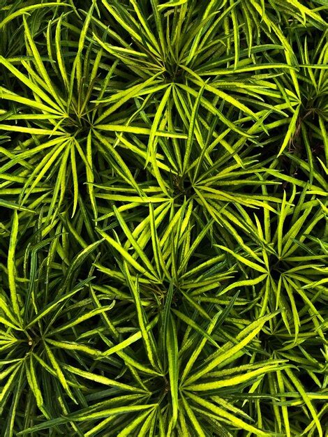 Premium Photo Naturally Occurring Patterns At Jakarta