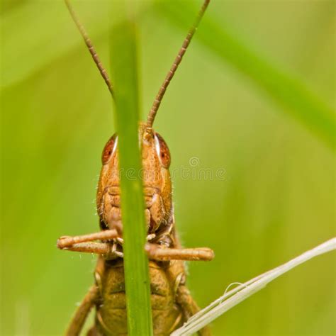 Grasshopper Sitting On A Blade Of Grass Stock Image Image Of Summer