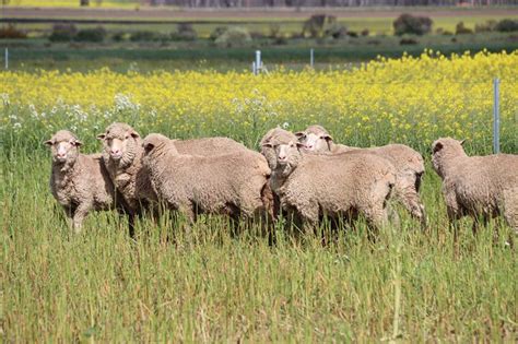 Supply Chain Capacity Program Department Of Primary Industries And Regional Development