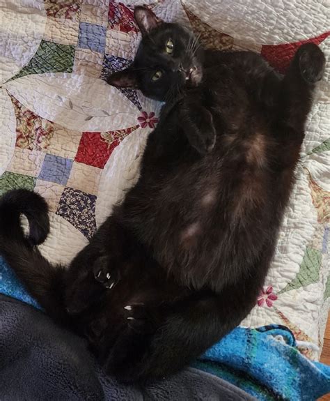Why Arent You Rubbin Mah Belly Rblackcats