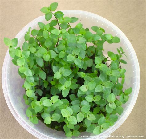 Callisia Repens Turtle Vine Tradescantia Hub Shop