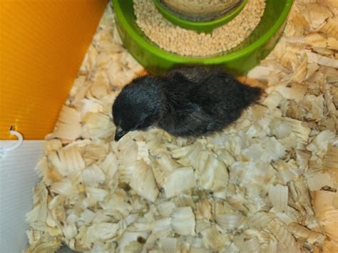 Barred Rockeaster Egger Chick Backyard Chickens Learn How To Raise