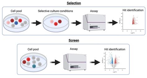 Plasmids 101 Screens Vs Selections
