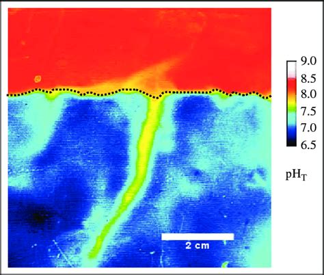 3 Ph Planar Optode Image Showing The Ph T Distribution Around A Burrow Download Scientific