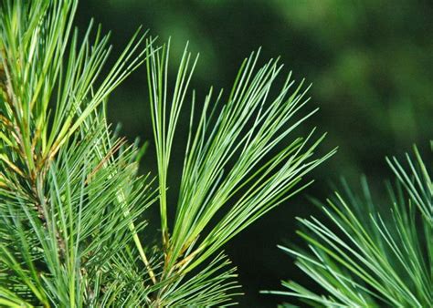 18 Common Trees In Massachusetts Have You Heard Of Them