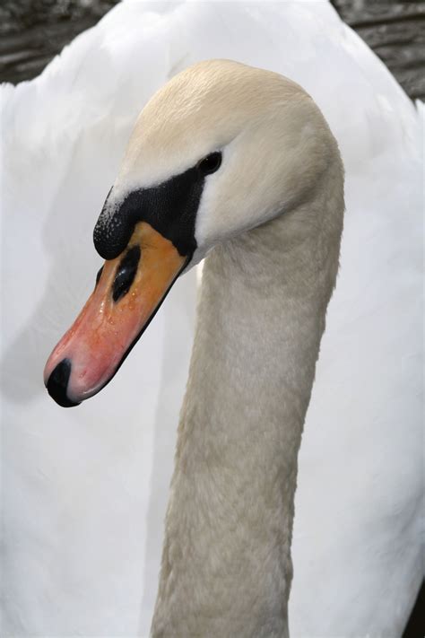 Free Images Wing White Lake Pond Beak Feather Fauna Close Up