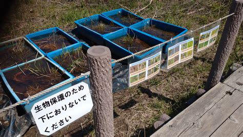 木道からの観察桶ケ谷沼を考える会