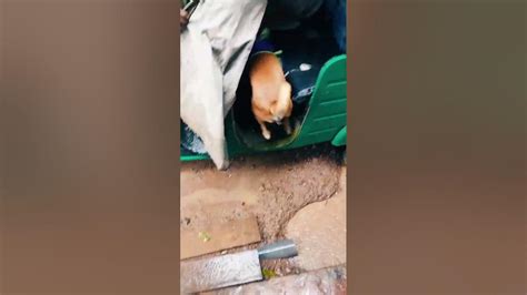 රථ ගාය ලාමකට හොඳටම බෙහෙත් විදින්න එක්ක යන ගමන් Youtube