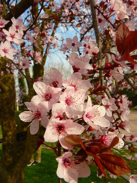 無料画像 ブランチ 工場 花弁 咲く 春 作物 植物学 ピンク フローラ シーズン 桜の花 低木 開花植物