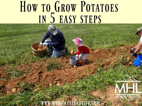 How To Grow Potatoes In 5 Easy Steps My Homestead Life
