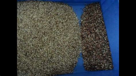 Shell Kernel Separation Machine Walnut Color Sorter Youtube