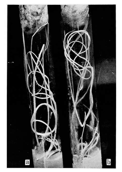 Figure 1 From A Study Of X Ray Diffraction On The Cell Wall Of A Stem