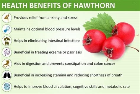 Hawthorn Health Benefits And Medicine List Health Hawthorn Berry