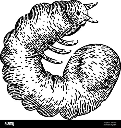 Chafer Beetle Larvae Stock Vector Images Alamy