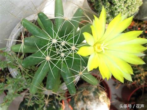 一種長得很像多肉植物的仙人掌容易爆盆花還特別漂亮 每日頭條