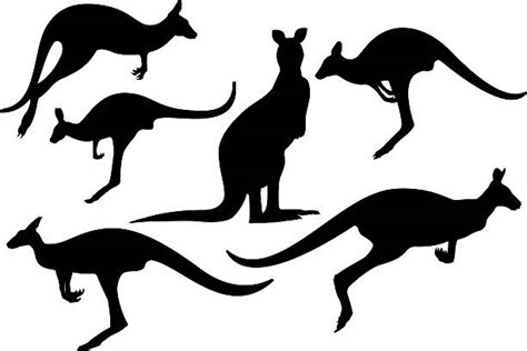 11700 項kangaroo插圖檔、免版稅向量圖形及美工圖案 Istock