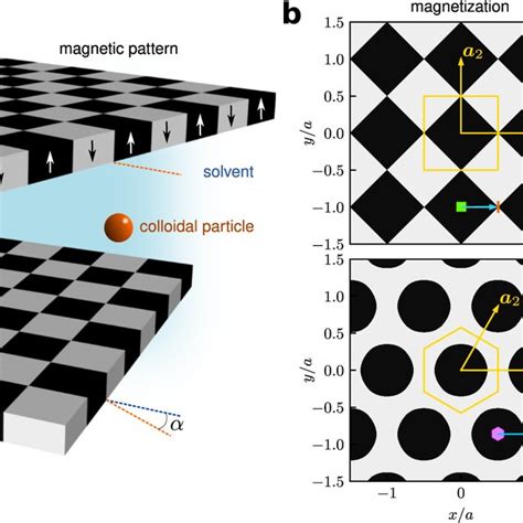 setup a paramagnetic colloidal particles immersed in a solvent are