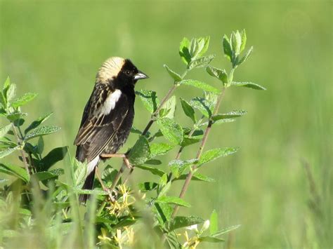 The Life History And Conservation Of Bobolinks Finger Lakes Land Trust The Life History And Conservation Of Bobolinks Finger Lakes Land Trust