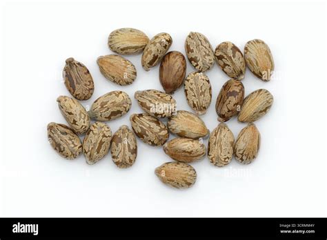 Miracle Tree Or Castor Oil Plant Ricinus Communis Hi Res Stock