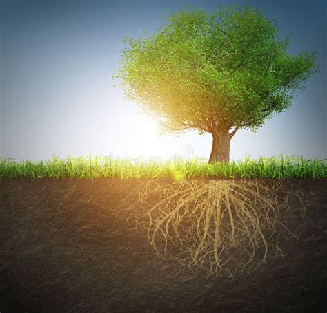 Tree With Roots Stock Illustration Illustration Of Green 43513121