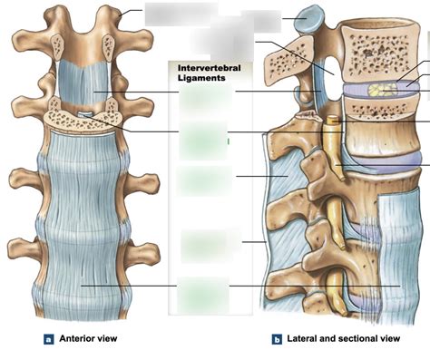 Intervertebral Articulations Key Terms And Definitions Flashcards Quizlet