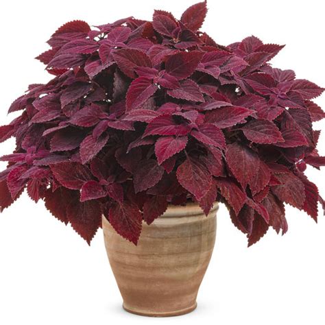 Colorblaze® Rediculous® Coleus Scutellarioides Proven Winners