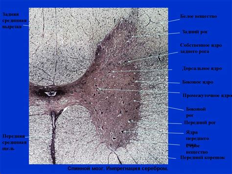 Нервная ткань Online Presentation