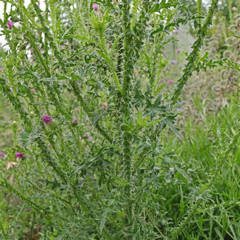 Weg Distel Carduus Acanthoides