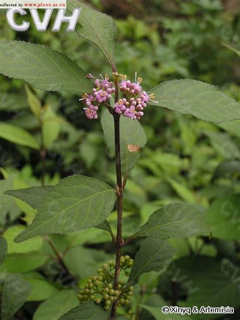 白棠子树callicarpa Dichotoma Lour K Koch植物图片库植物通