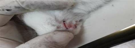 Area Of Submandibular Incision In Rabbit Model Download Scientific