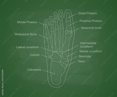 Human Foot Bones Anatomy On A Green School Board Educational Content For Medical University