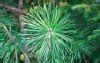 Pine Tree Identification By Needles Guide Curb Wise
