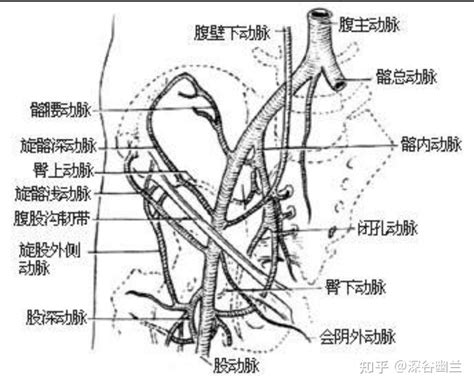 361个腧穴精准位置（280～290） 知乎