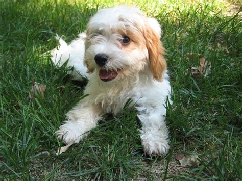 29 Cocker Spaniel Mixed Breeds With Info And Pictures Hepper
