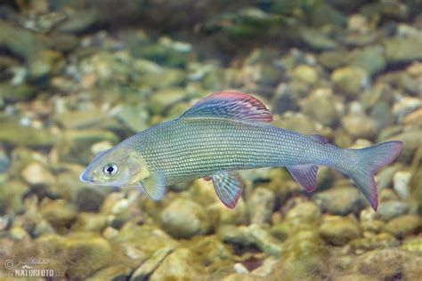 Grayling Photos, Grayling Images, Nature Wildlife Pictures | NaturePhoto