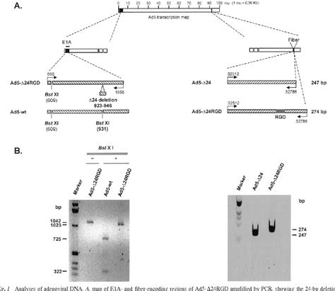 Figure 1 From A Conditionally Replicative Adenovirus With Enhanced