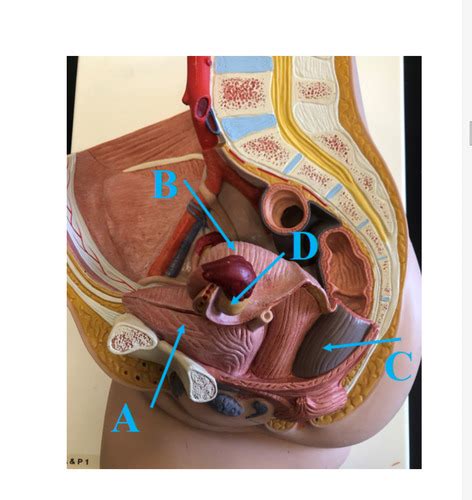 Reproductive Flashcards Quizlet Reproductive Flashcards Quizlet