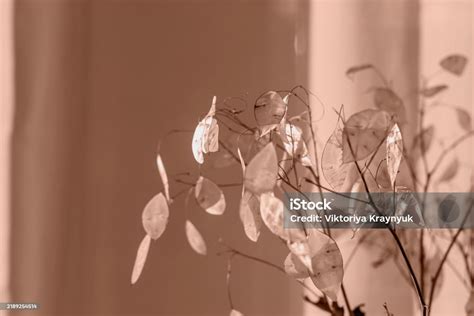 Lunaria의 건조된 반투명 잎을 부드럽고 따뜻한 조명에 클로즈업하여 미니멀하고 자연스러운 구성을 만듭니다 선택적 초점 2025 년의 색상을 보여주는 모카 무스 0명에