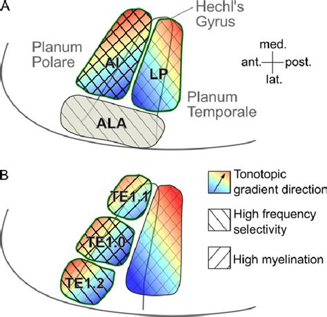 Plausible Models Of Human Auditory Cortex Organization Based On The Download Scientific Diagram