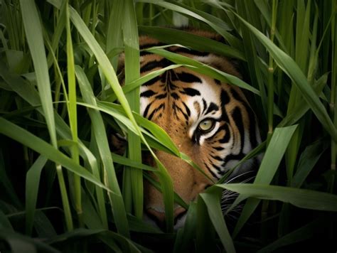 Premium Ai Image Tiger Hiding In Tall Grass