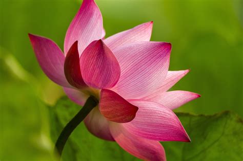 로터스 꽃 식물 핑크 Pixabay의 무료 사진 Pixabay
