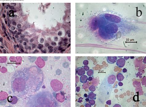 Pdf Feline Ear Polyps Two Case Reports And A Model For Pathogenesis