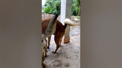Chó Chịch Nhau Youtube