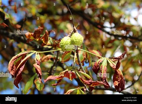 Chestnut Tree Branch With Pair Of Closed Light Green Spiny Cupule