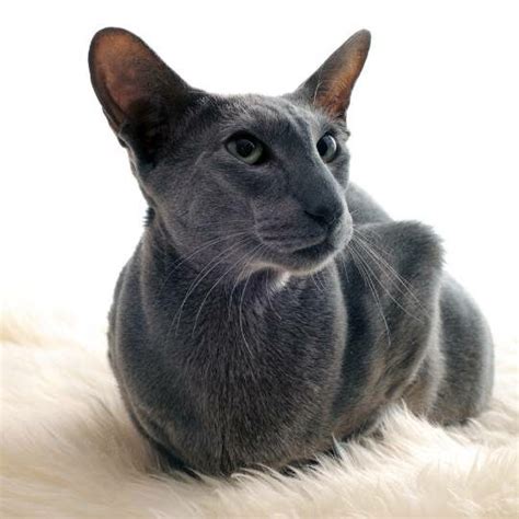 Gato Oriental de pelo largo o Javanés Smylepets